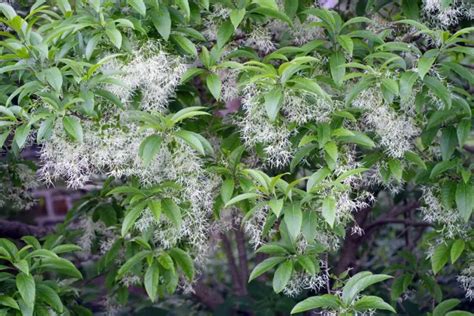 Native Fringe Tree Beauty And Benefits The Plant Native