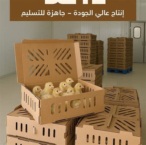 صيصان دجاج اللحم والديك الرومي Poussin River