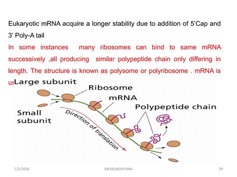 Structure And Function Of Messenger Rna Mrna Pptx Programming Languages Computing