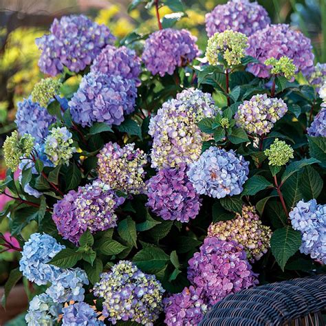 Landscaping With Hydrangea Endless Summer