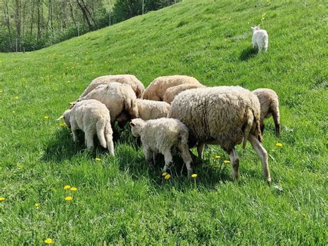 Pavilnių Regioniniame Parke Vėl „įdarbintos Avys Alkaslt