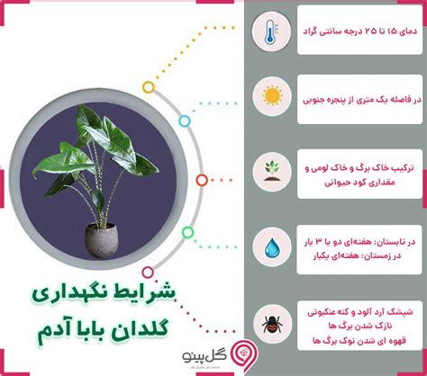 گلدان بابا آدم خرید و سفارش آنلاین در گل پینو