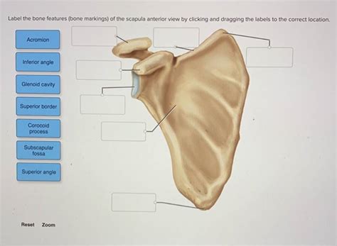 Solved Label The Bone Features Bone Markings Of The Scapula