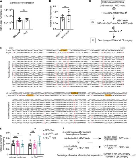 Rec Is Not Essential For Mtdna Replication But Is Required For
