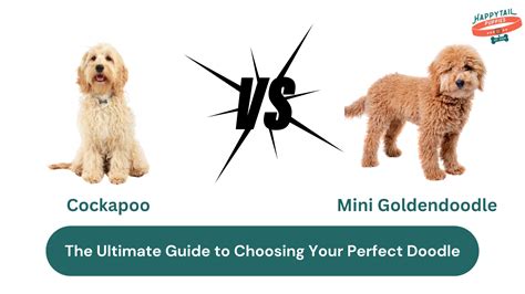 Cockapoo Vs Mini Goldendoodle Guide To Choosing Your Doodle