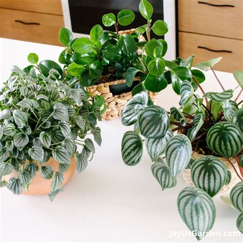 How To Care For Peperomia Hope Plant At Dennis Raleigh Blog