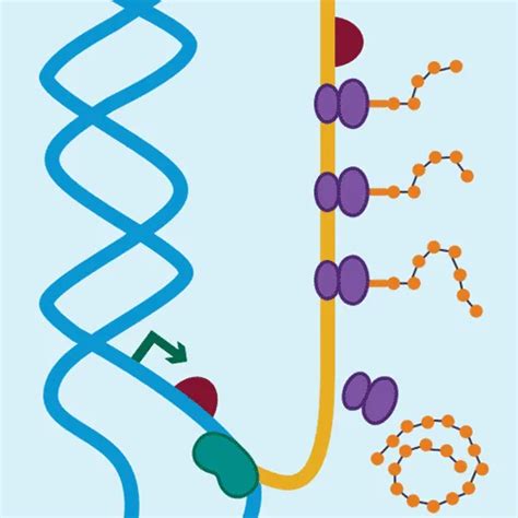 Itune Device Biobuilder Learning