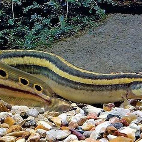 Are Spiny Eels Eels Diy Seattle