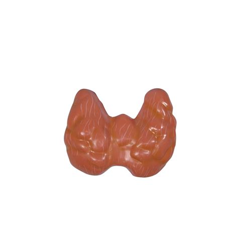 Thyroid Model Set Gpi 3d Anatomy