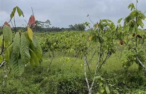 Green Tech Co Gathers Capital For Ecuador Bioleaching Plant Green