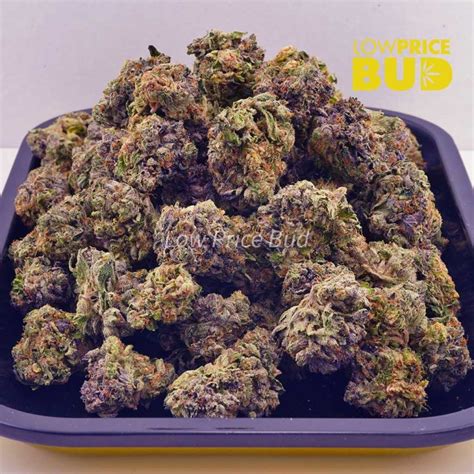 Bubba Gum Aaa Low Price Bud