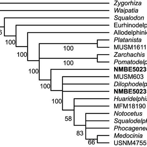 Fifty Percent Majority Rule Tree Summarizing The 216 Equally