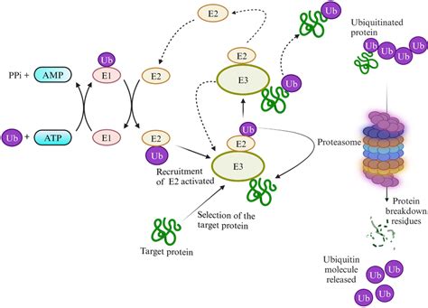 Schematic Representation Of The Ubiquitination Process And Proteasome