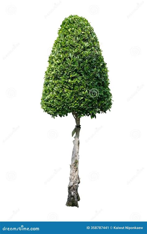 Ficus Annulata Blume Banyan Tree Or Moraceae And Rain Droplet Royalty