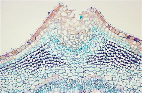 Lenticel In Elder Tree Stem Photograph By M I Walker Fine Art America