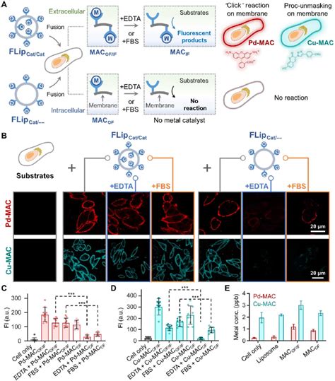Intracellular Catalysis Mediated By Pd And Cu Macs On The Outer And