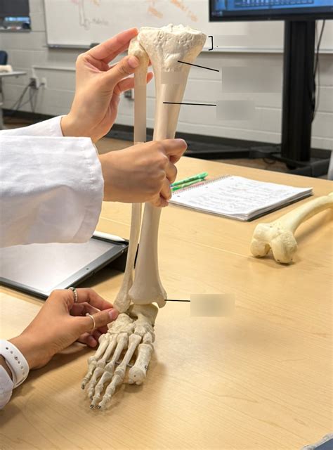 Tibia Fibula Foot Articulation Diagram Quizlet