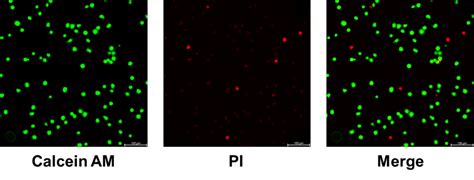 美国apexbio中文官网 Live Dead Cell Staining Kit I Calcein Ampi