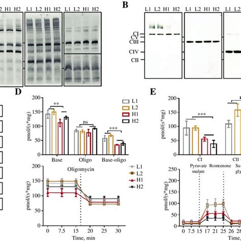 Respiratory Complex Assembly And Function The Expression Levels Of The