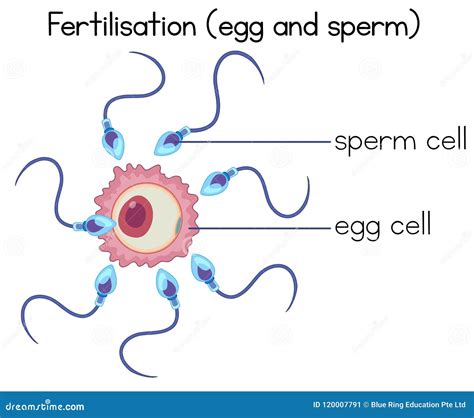 Fertilization Penetration Sperm Cell Of The Egg Vector Illustration