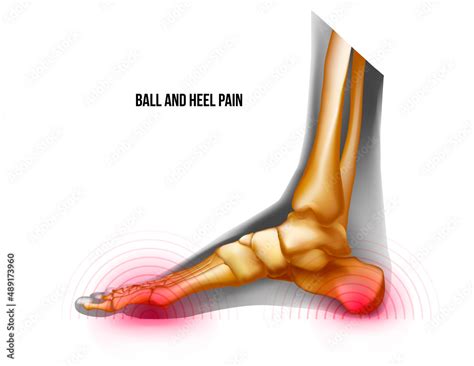 Ball Feet Bone Anatomy