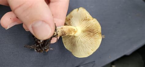 Really Slimy Rmushroomid