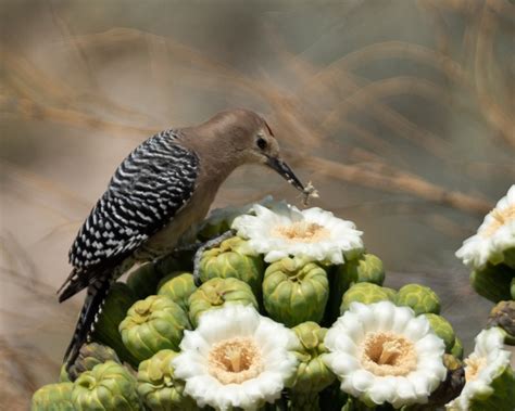 Saguaro Flowers And A Woodpecker Foothills Clusters Wildlife