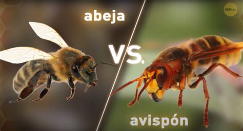 Abejas Vs Avispones Gigantes ¿quién Ganará