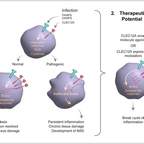 Relationship Of Neutrophil Clec12a Expression To Inflammatory Disease