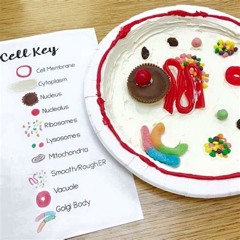 Animal Cell Model Candy