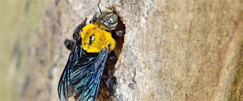 Habitats Of Carpenter Bees