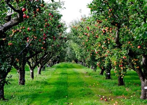How To Start An Apple Orchard Minneopa Orchards