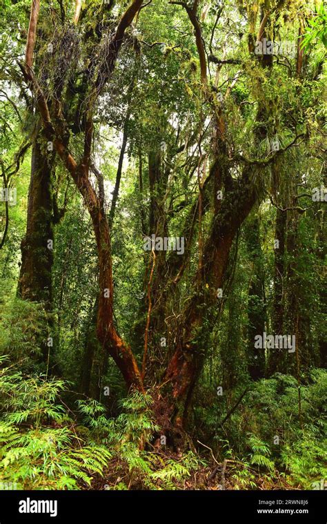 Alerce Andino National Park And Biosphere Reserve Temperate Rain