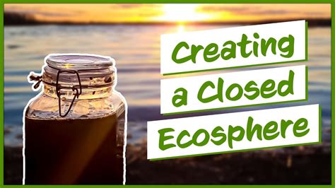 Crafting A Thriving Lake Ecosphere In A Jar│ecosystem In A Jar Youtube
