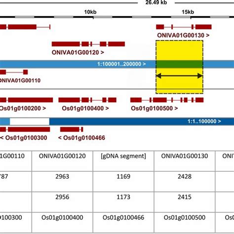 Aligned Genomic Region In Chr1 Of Oryza Nivara Top And Oryza Sativa