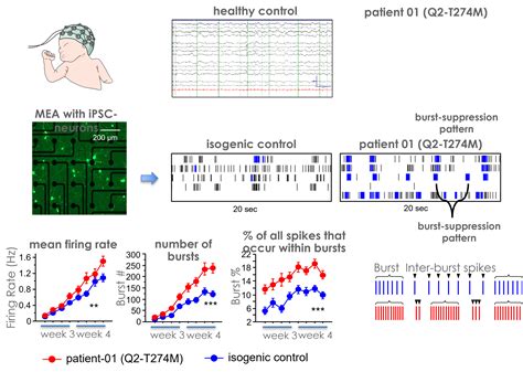 Epilepsy Axion Biosystems