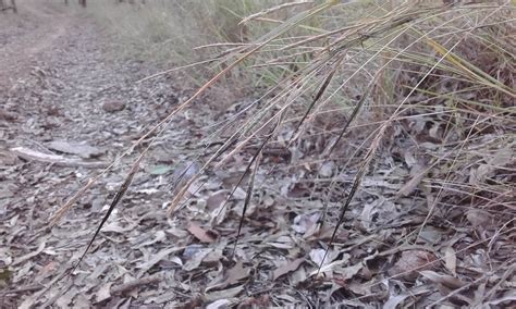 Heteropogon Contortus”black Speargrass” Paten Park Native Nursery