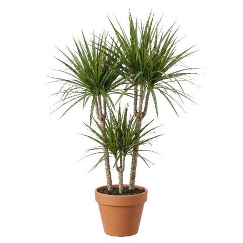 Dragon Tree Dracaena Marginata Weld County