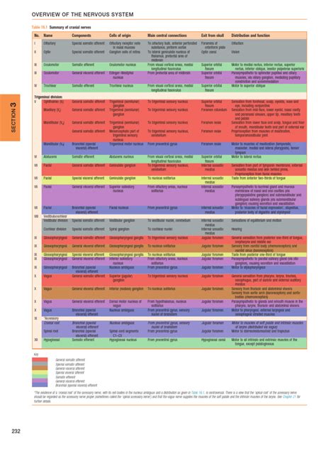 Cranial Nerves Overview And Functions Pdf Anatomy Neuroscience