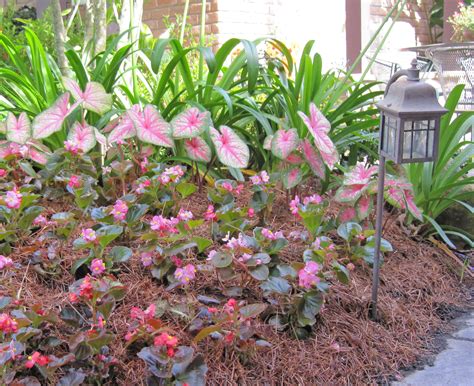 Wax Begonia Flower Bed At Amy Kugler Blog