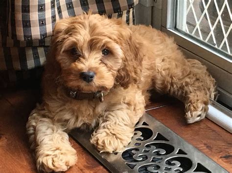 Apricot Cockapoo Enjoying A Cozy Moment