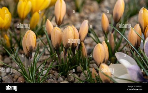 A Rare Crocus Pink Crocus Hybrid Flowers In A Flower Bed In Spring