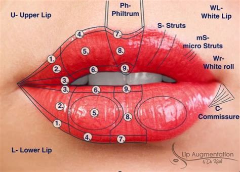 Lip Anatomy Diagram Injections