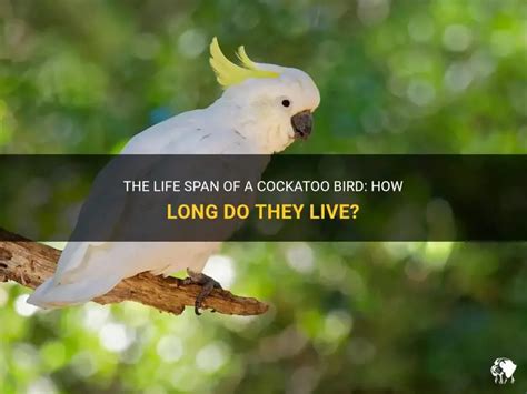 The Life Span Of A Cockatoo Bird How Long Do They Live Petshun