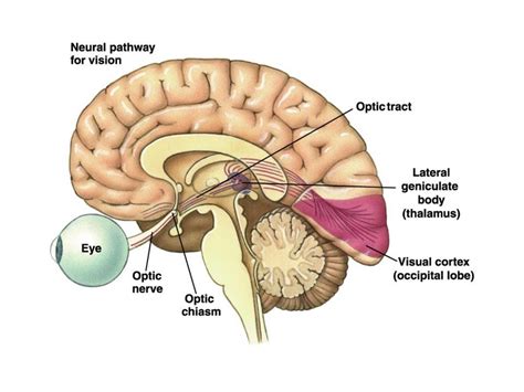 Sensory Physiology Smell Olfaction The Cells Ppt Download