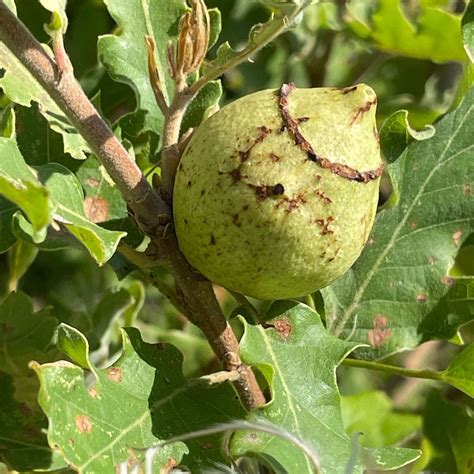 In Praise Of The Oak Gall Wasp Edwin Janssen