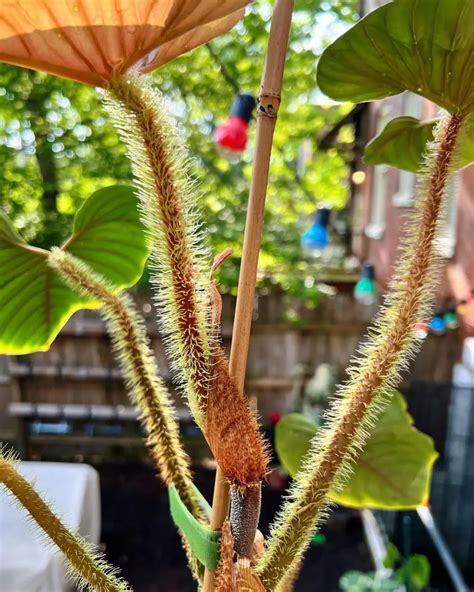 How To Plant Grow And Care For Philodendron Plants