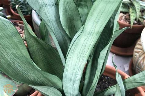 8 علت چروک شدن برگهای سانسوریا و راه های درمان ویژه آن