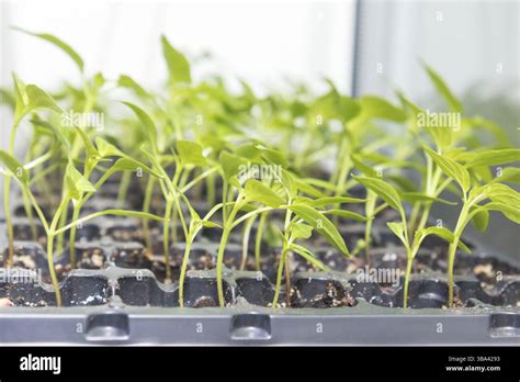 Pepper Seedling Transplants Growing In A Plastic Tray Sprouting Pepper Seedlings In Propagator