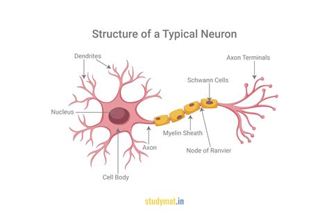Structure Of Neuron Download Rafstocks